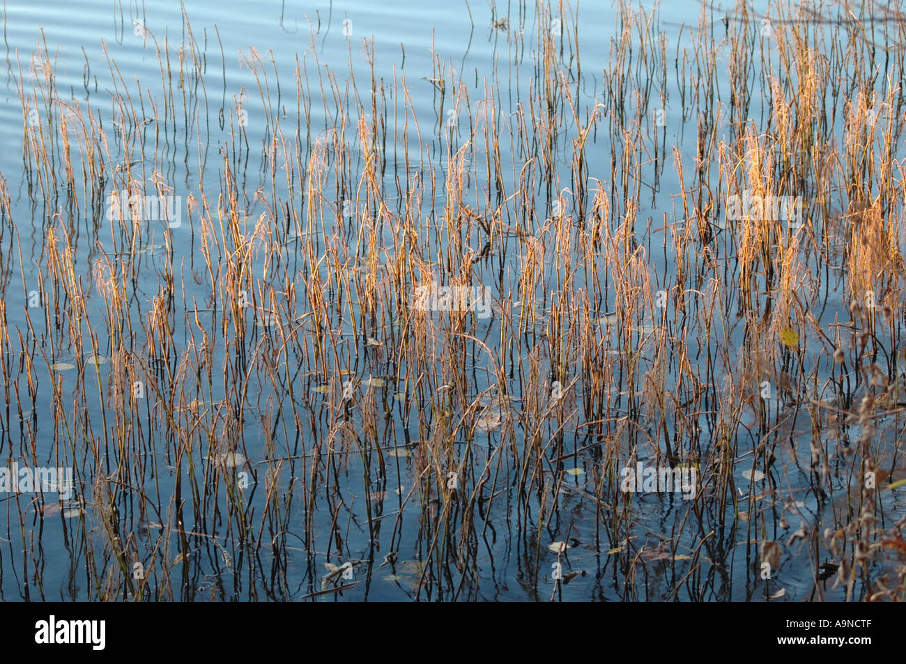 Autumnal water grasses at waters edge Stock Photo - Alamy