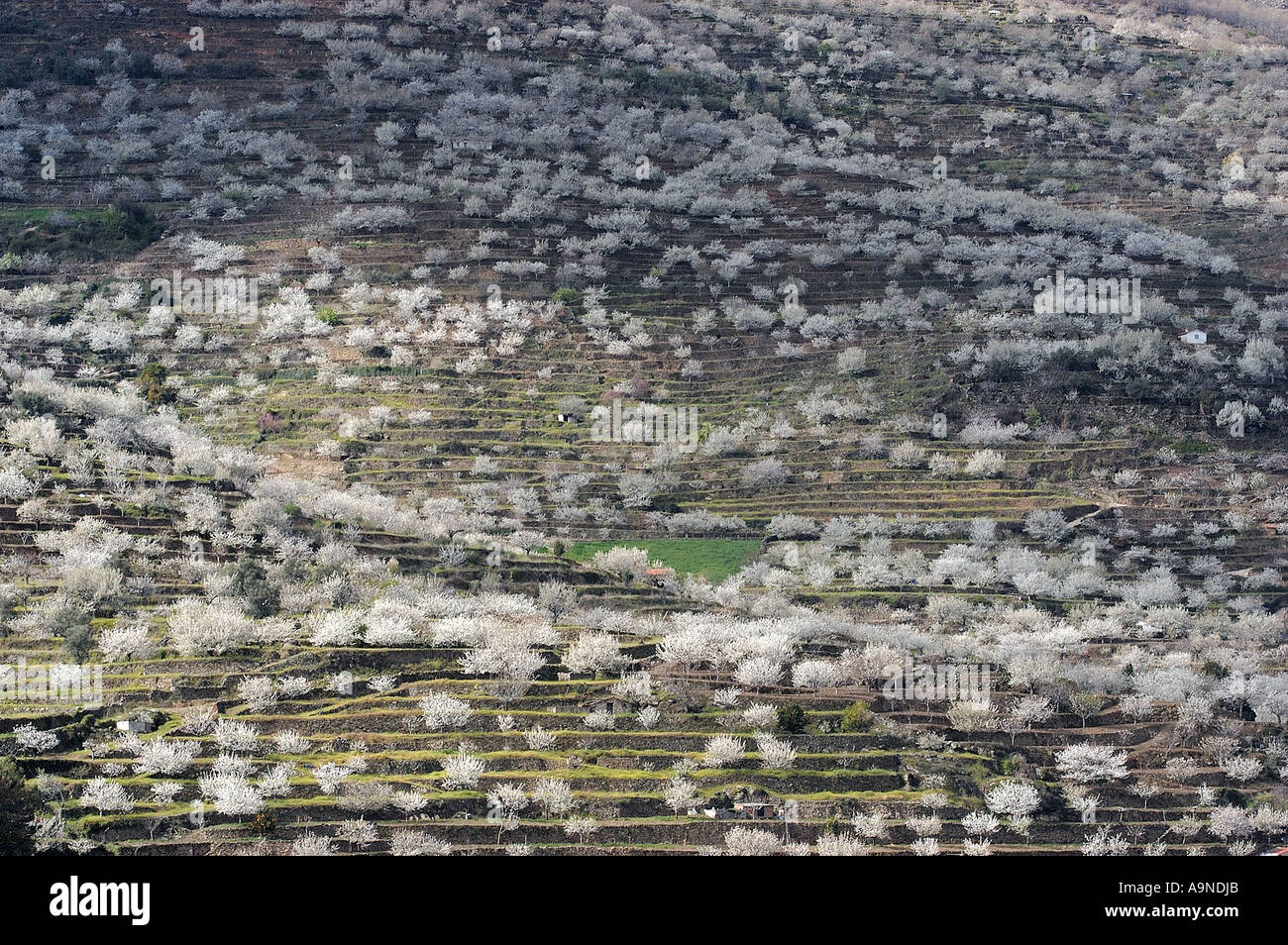 Cherry trees in full blossom Jerte Valley Caceres province Extremadura ...
