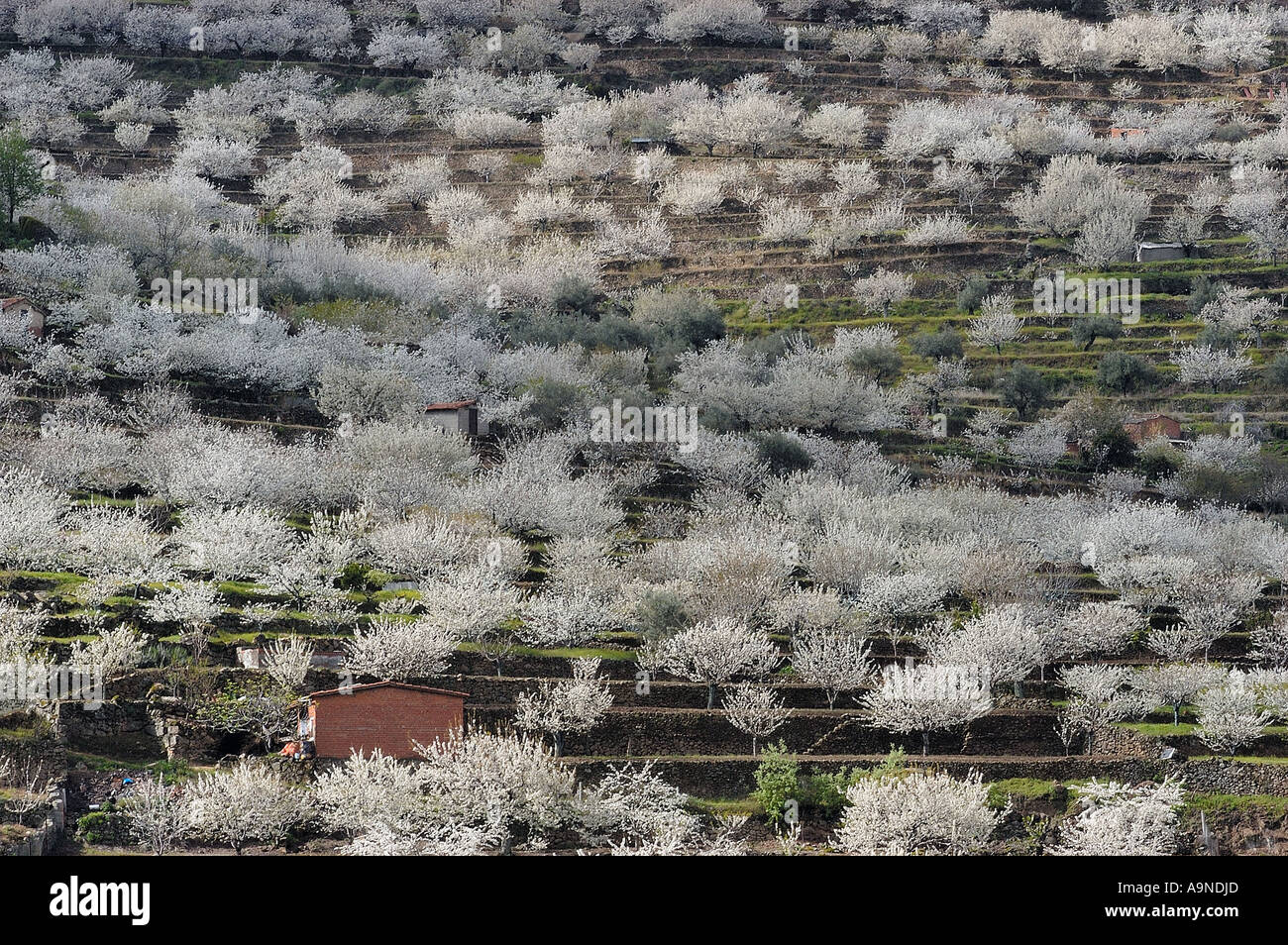 Cherry trees in full blossom Jerte Valley Caceres province Extremadura ...