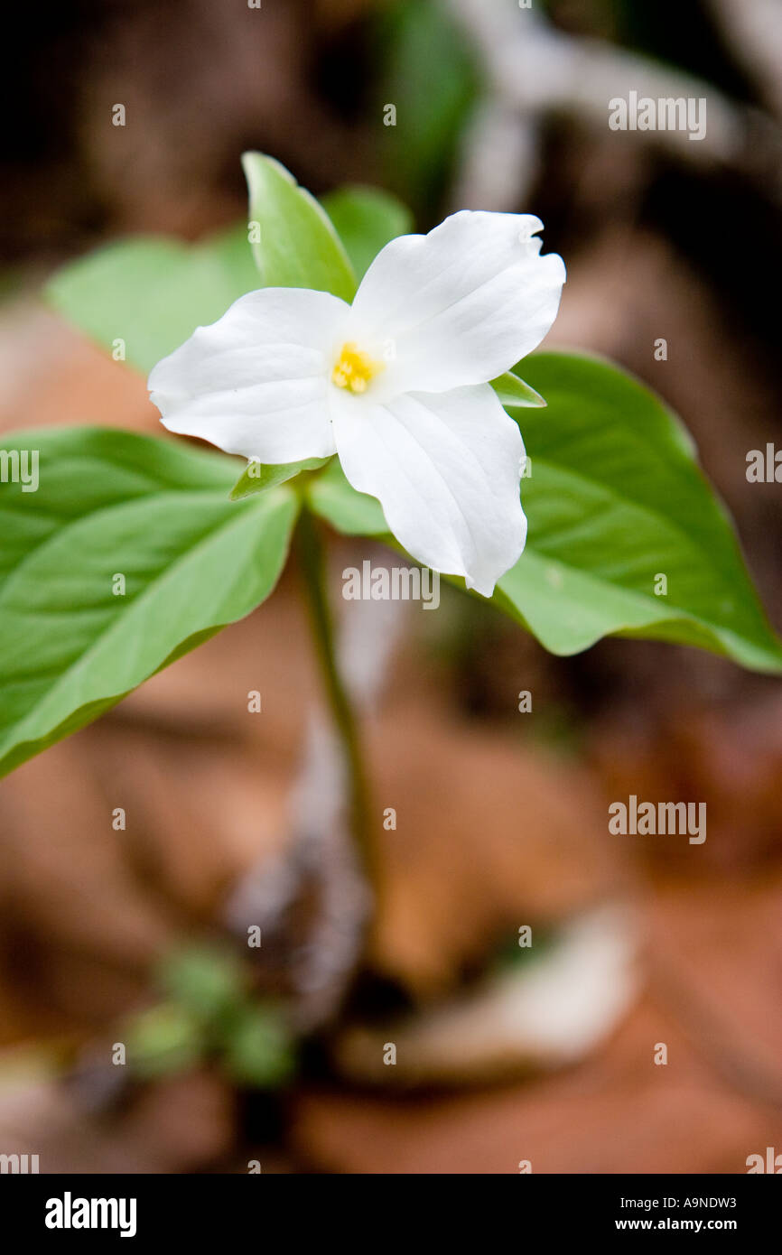 White Trillium Trillium Grandiflorum in the Smoky Mountains Stock Photo ...