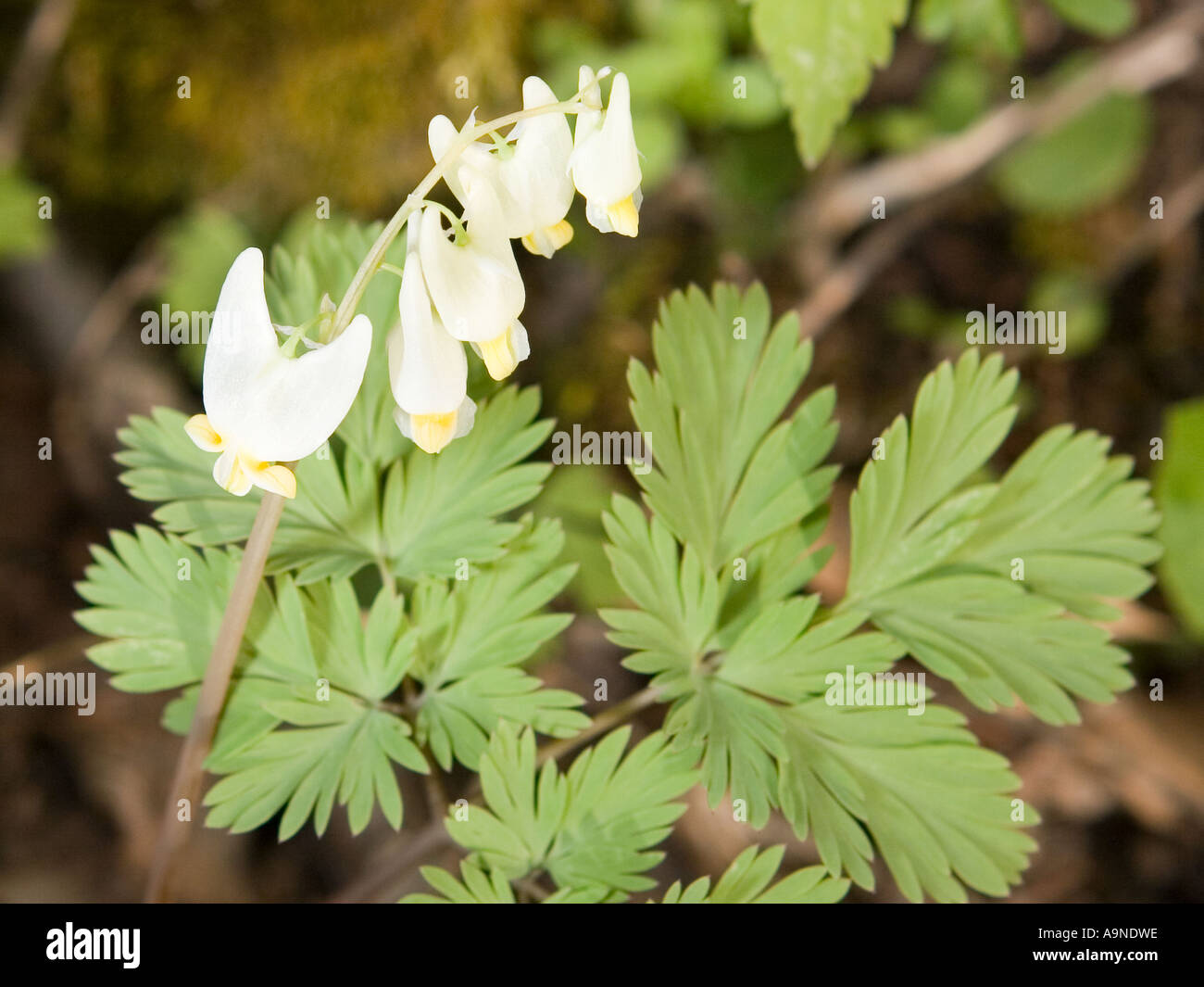 Britches hi-res stock photography and images - Alamy