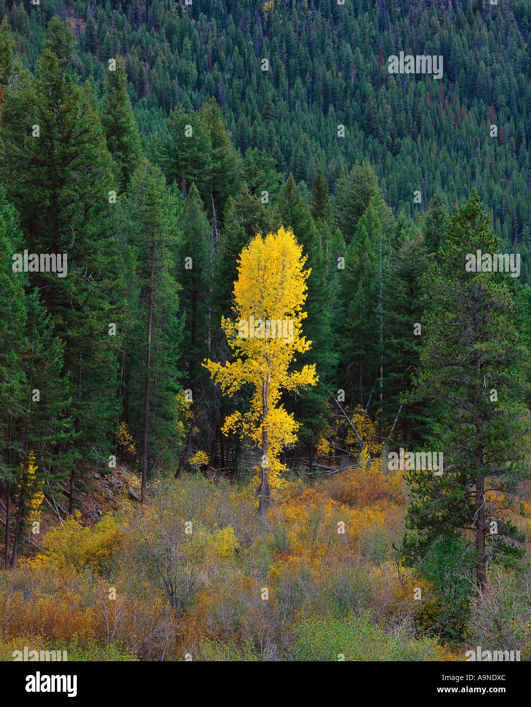 Solitary Aspen Tree in full autumn color stands against evergreen ...