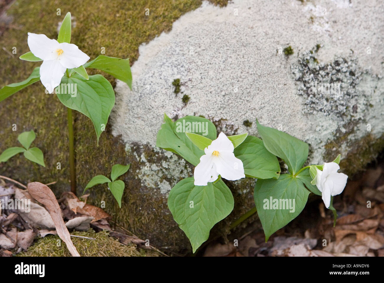 Native americans in tennessee hi-res stock photography and images - Alamy