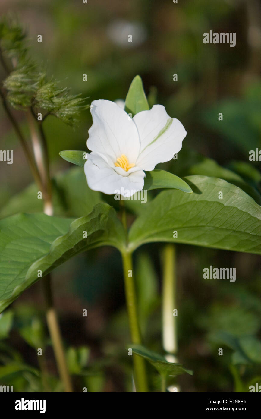 Trillium gap trail hi-res stock photography and images - Alamy