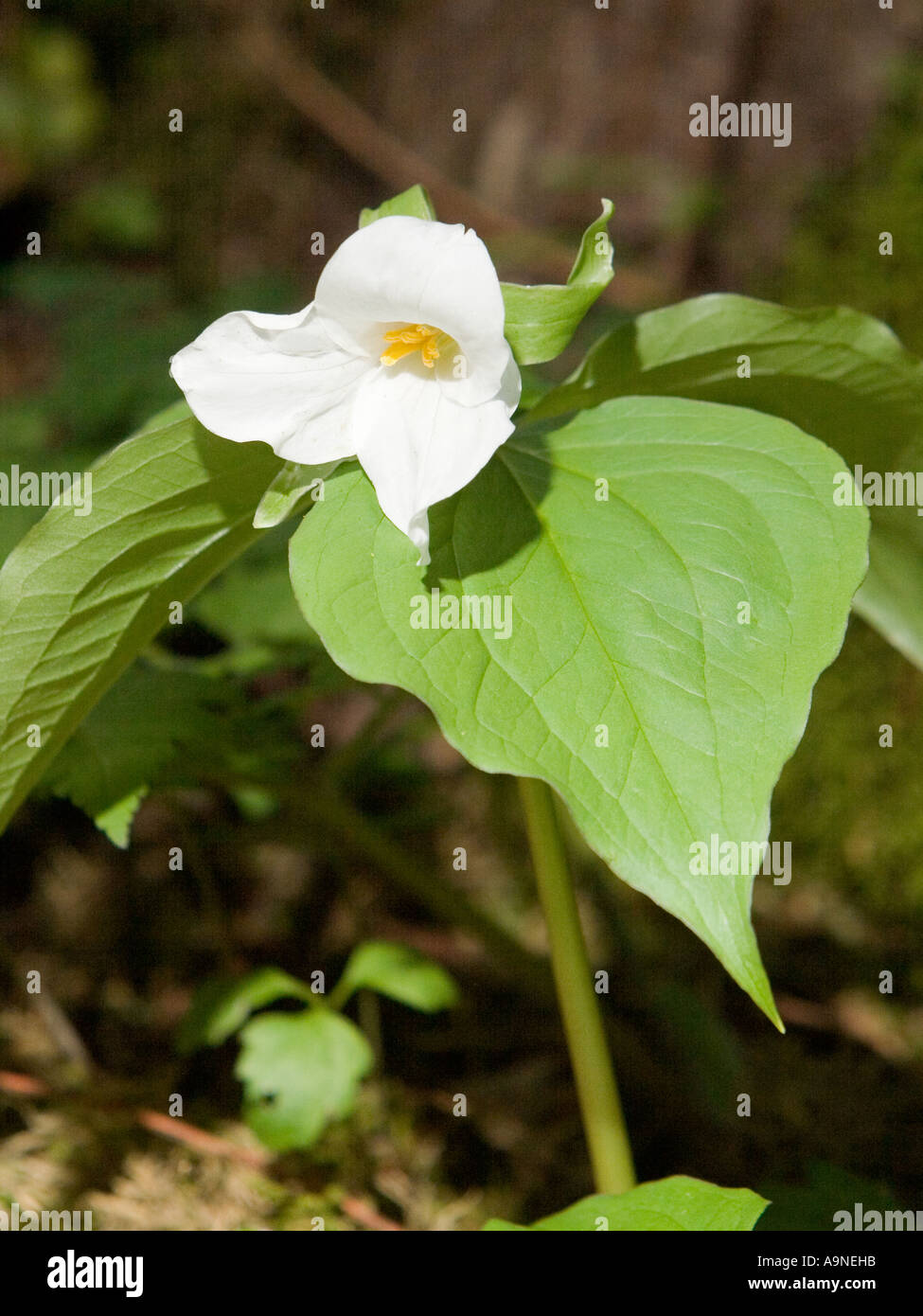 White Trillium Trillium Grandiflorum in the Smoky Mountains Stock Photo ...