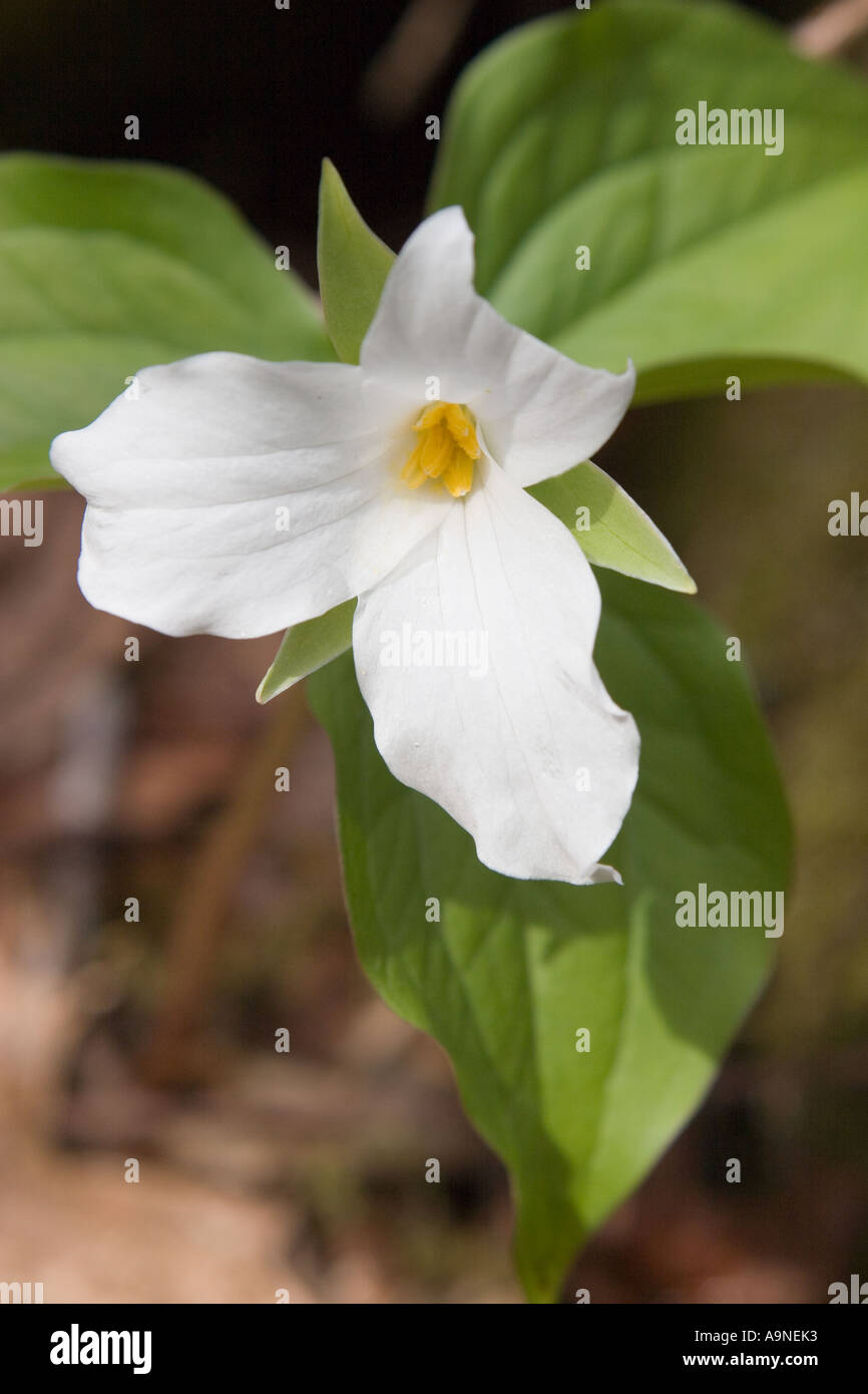 Wavy edges leaf hi-res stock photography and images - Alamy