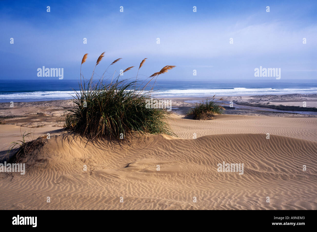 Beach Grass Ammophila Breviligulata (American Beach Grass): Go Botany