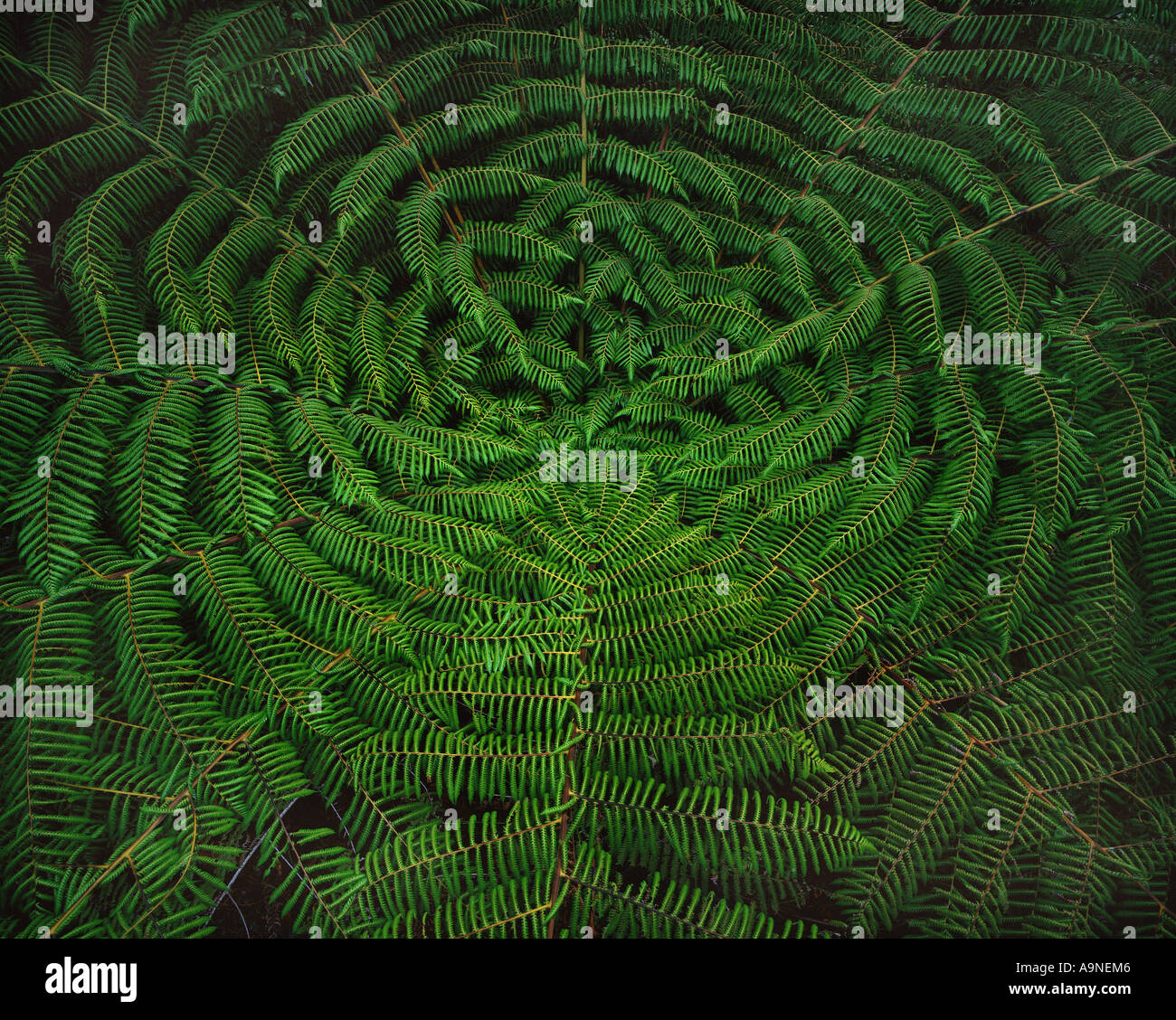 Overhead view of symmetrical natural design of a Punga Palm Tree in the ...
