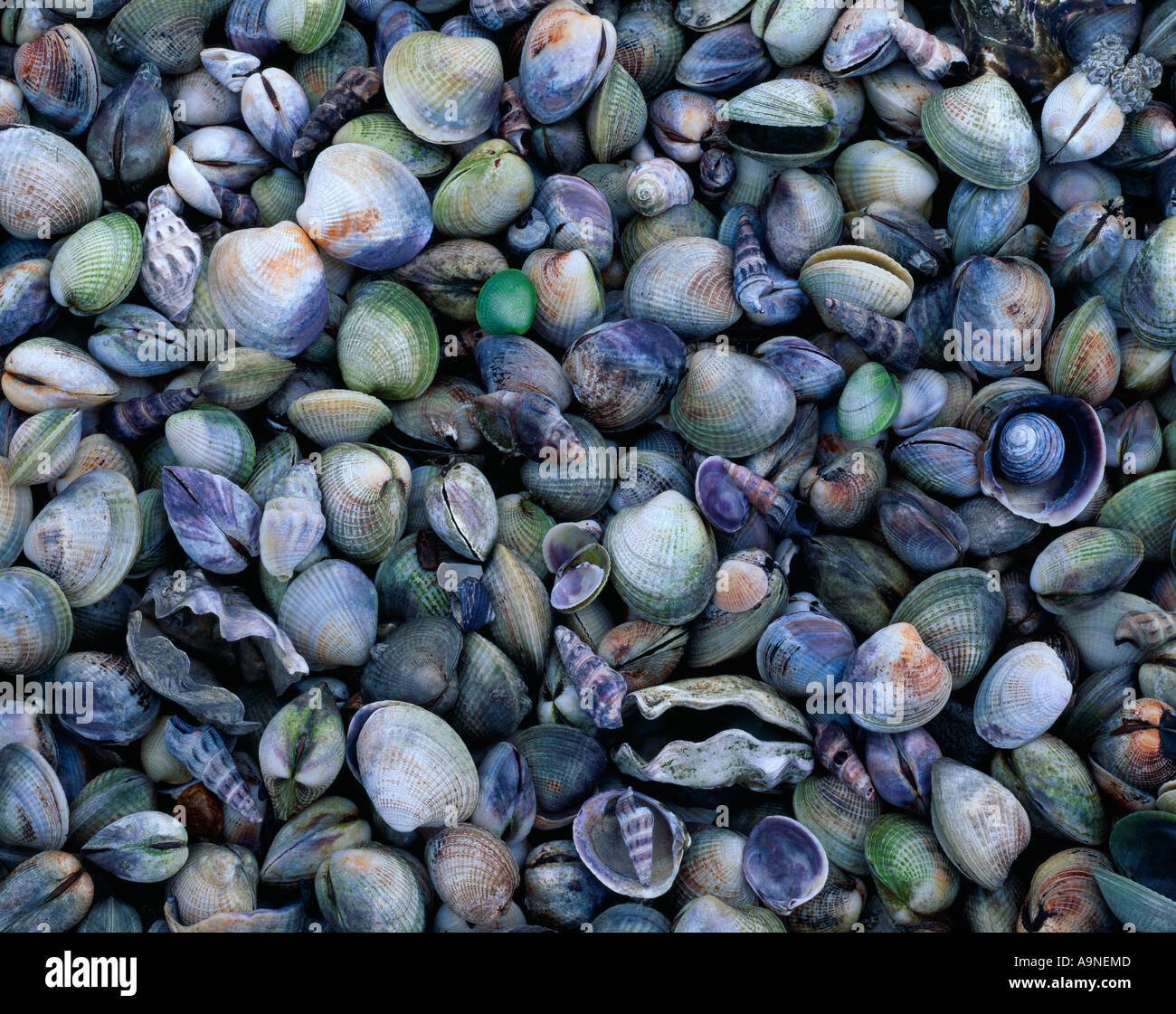 Colorful Sea shell detail from North Island beach near Rawene New ...