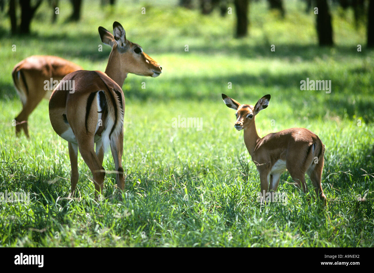 Deer africa hi-res stock photography and images - Alamy