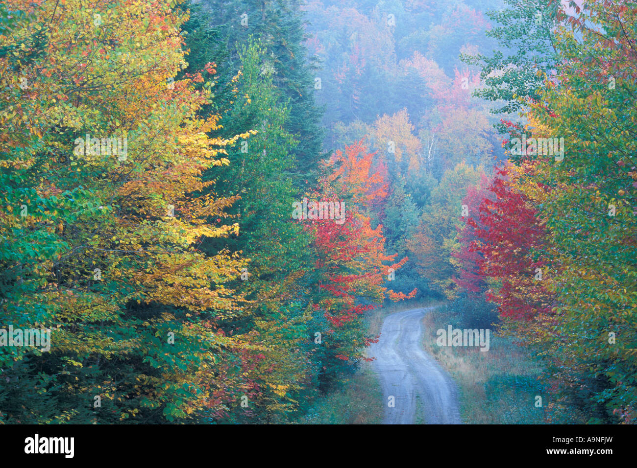 Logging road and fall colors in early autumn, Great North Woods, New ...