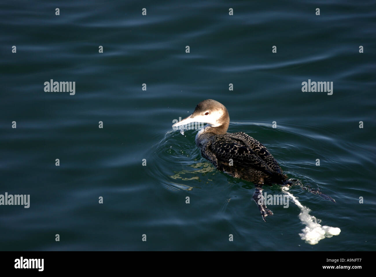 Defecating Bird High Resolution Stock Photography and Images - Alamy