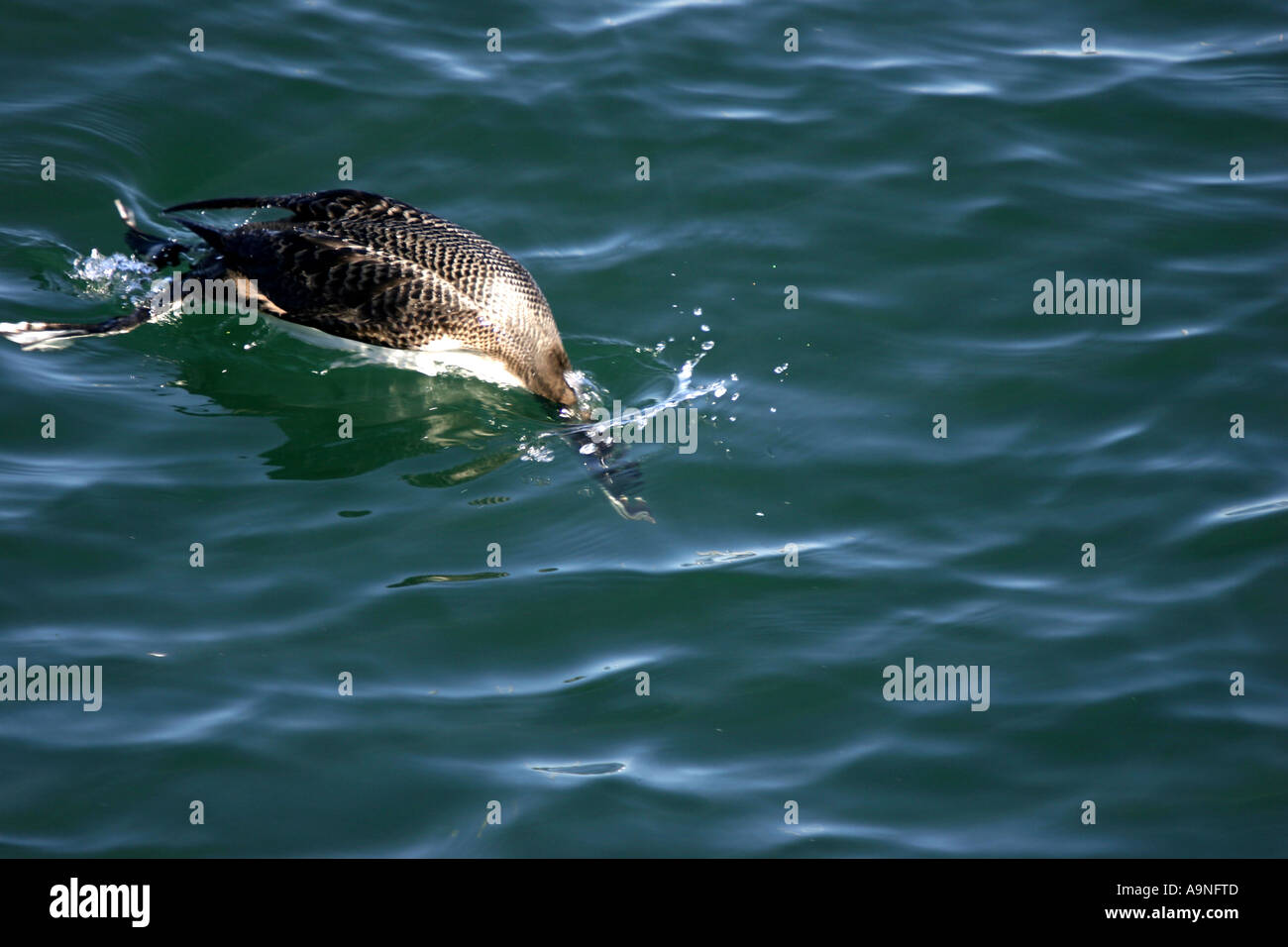 Common Loon diving Stock Photo - Alamy