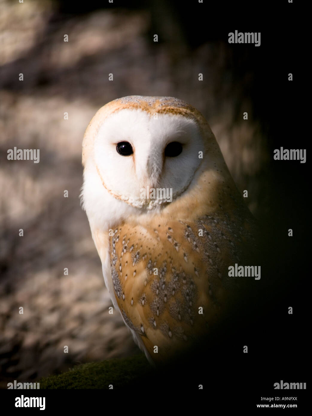 Portrait of a Barn Owl Stock Photo - Alamy
