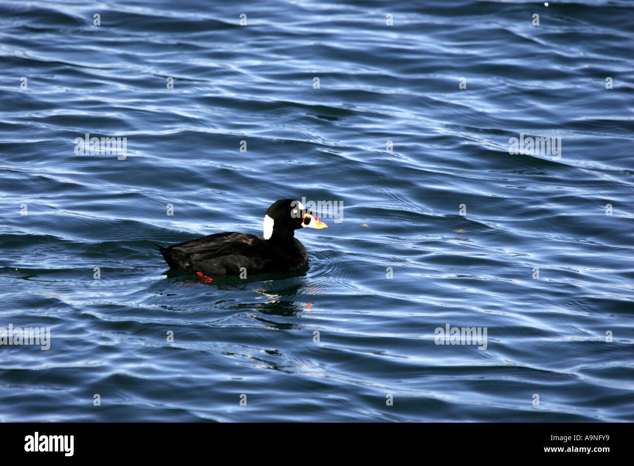 Surf scoter usa hi-res stock photography and images - Alamy