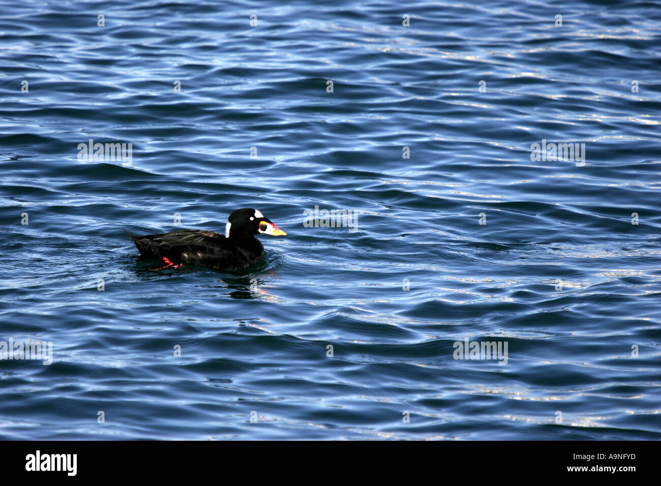 Surf scoter usa hi-res stock photography and images - Alamy