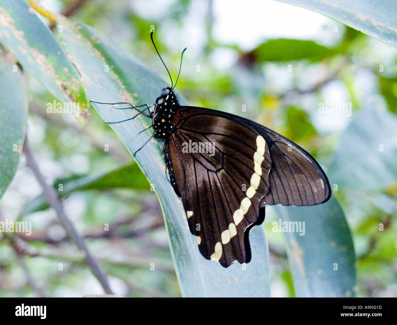 Butterfly butterflies insect cocoon worm larvae Caterpillar pupa animal ...