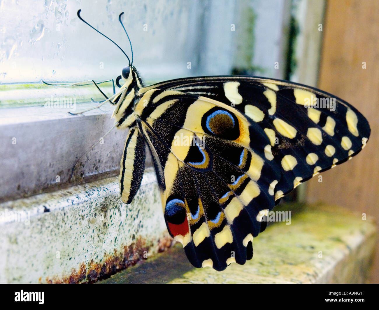 Boneless wings hi-res stock photography and images - Alamy