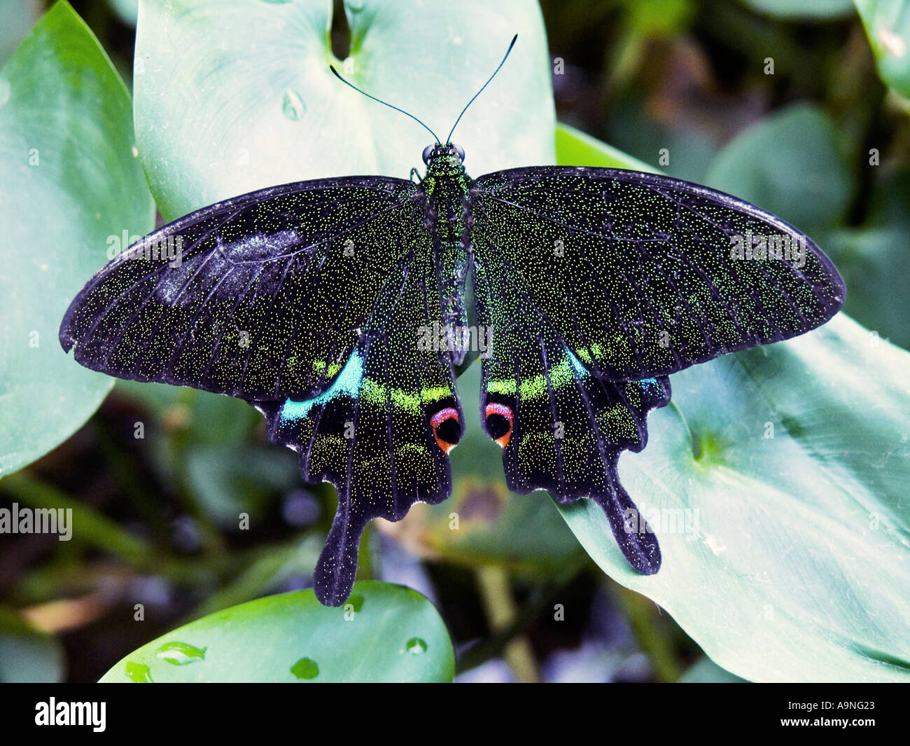 Butterfly butterflies insect cocoon worm larvae Caterpillar pupa animal ...