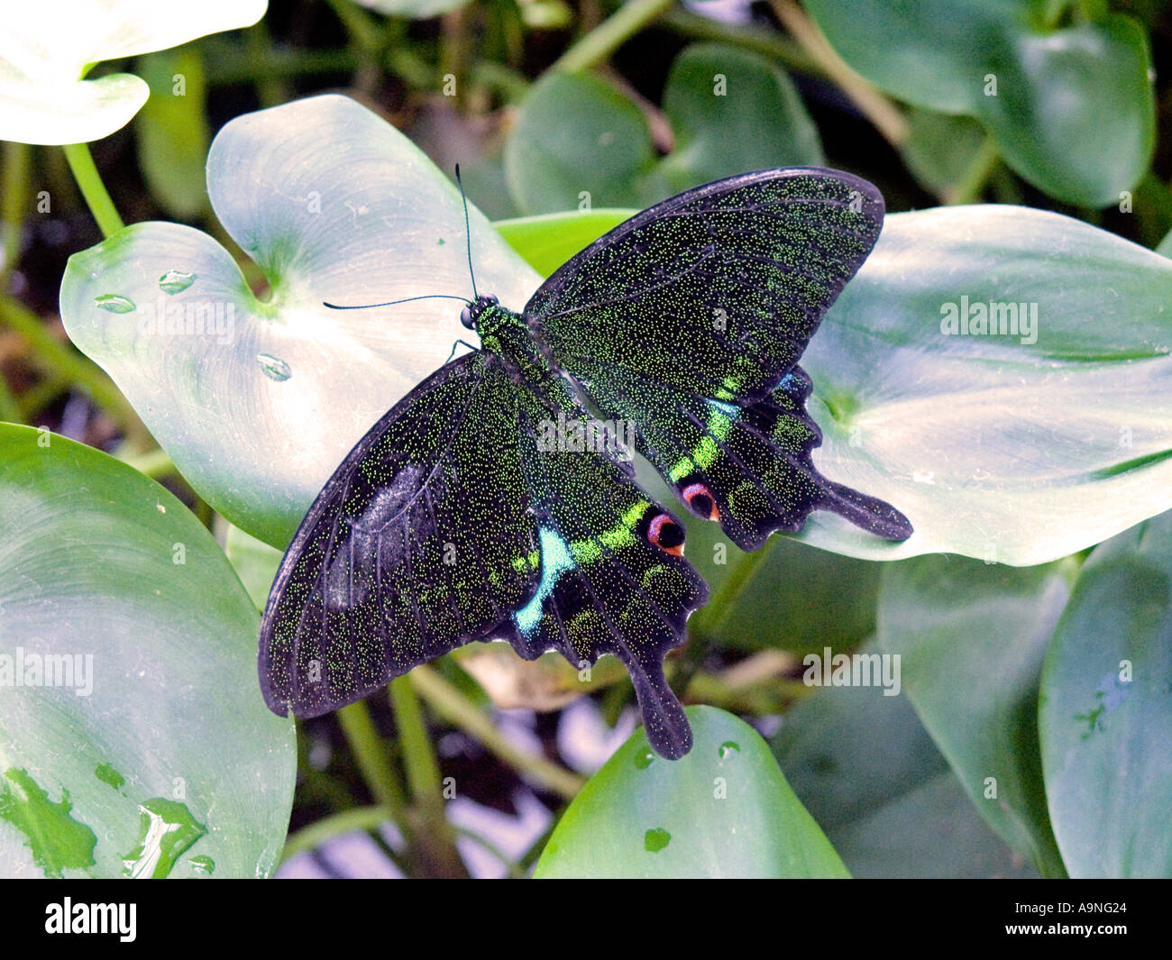 Butterfly butterflies insect cocoon worm larvae Caterpillar pupa animal ...