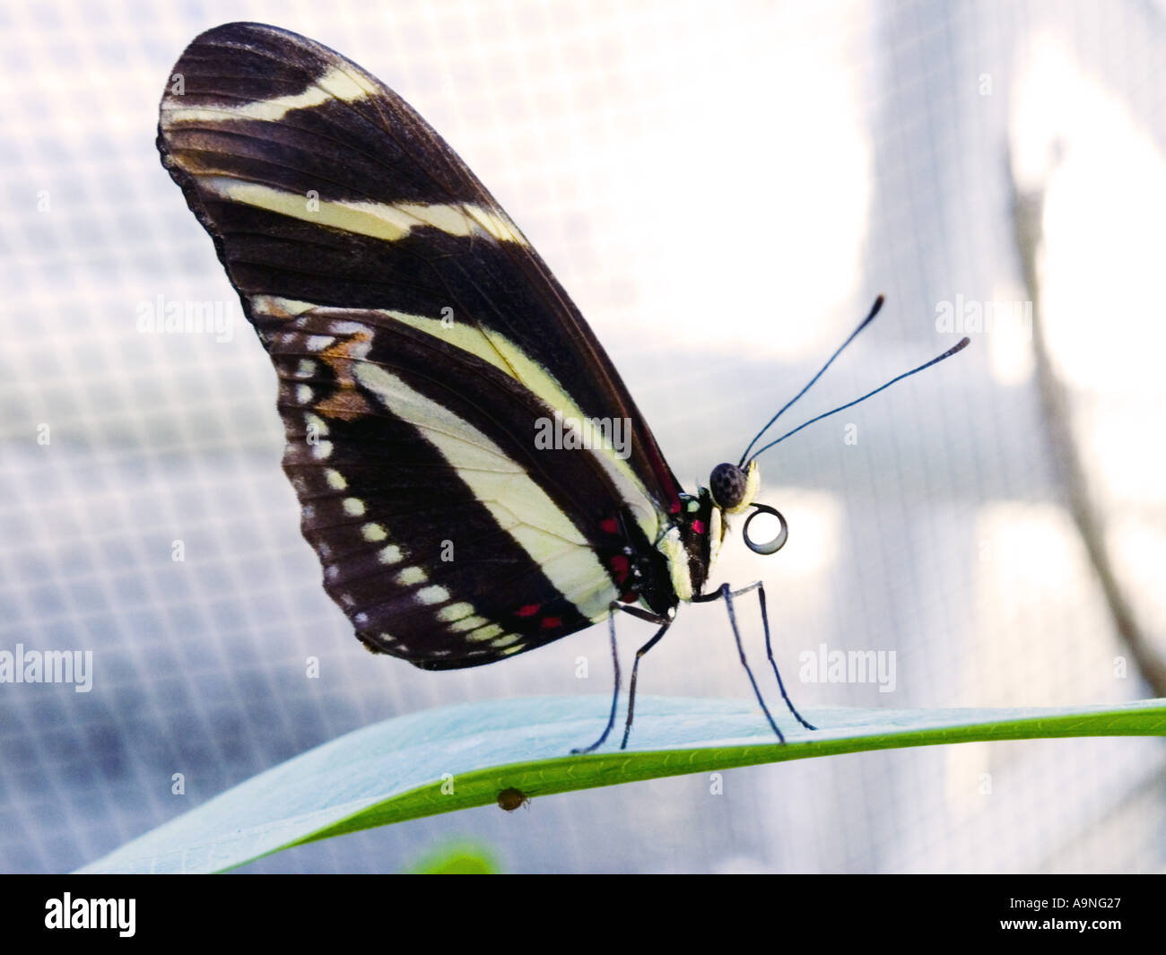 Butterfly butterflies insect cocoon worm larvae Caterpillar pupa animal ...