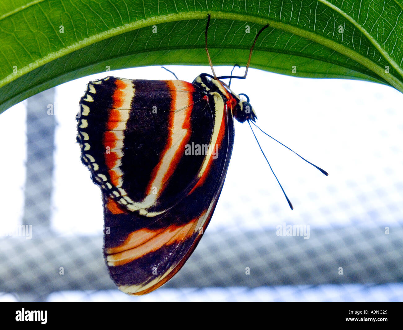 Butterfly butterflies insect cocoon worm larvae Caterpillar pupa animal ...