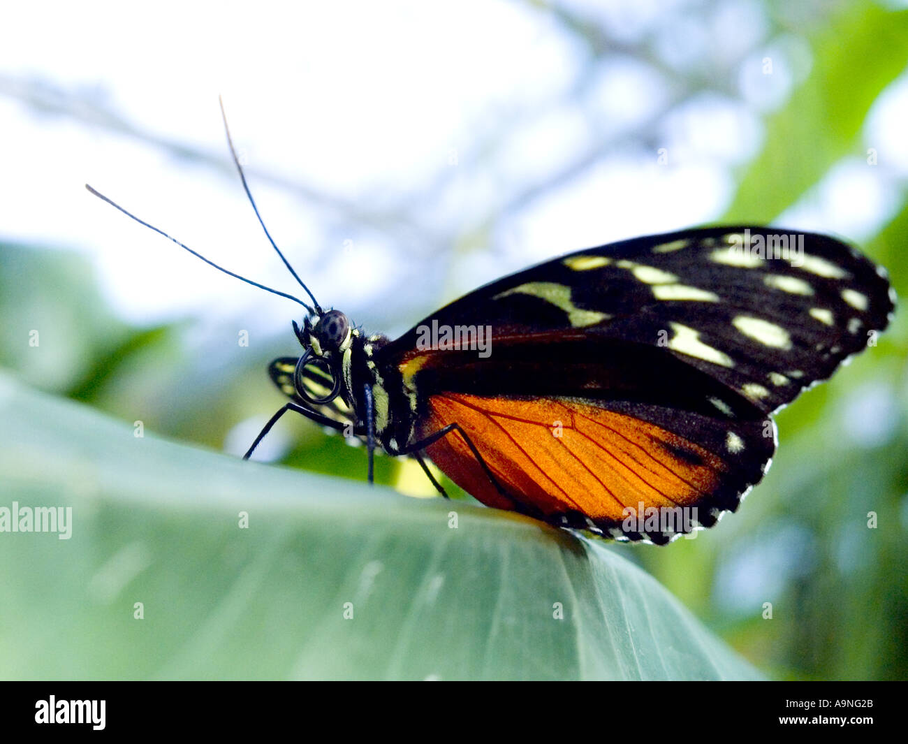 Butterfly butterflies insect cocoon worm larvae Caterpillar pupa animal ...