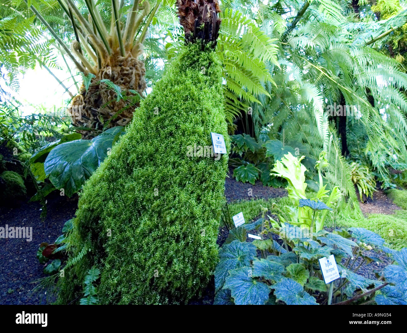 botanic botanical garden munich munchen bayern bavaria germany ...