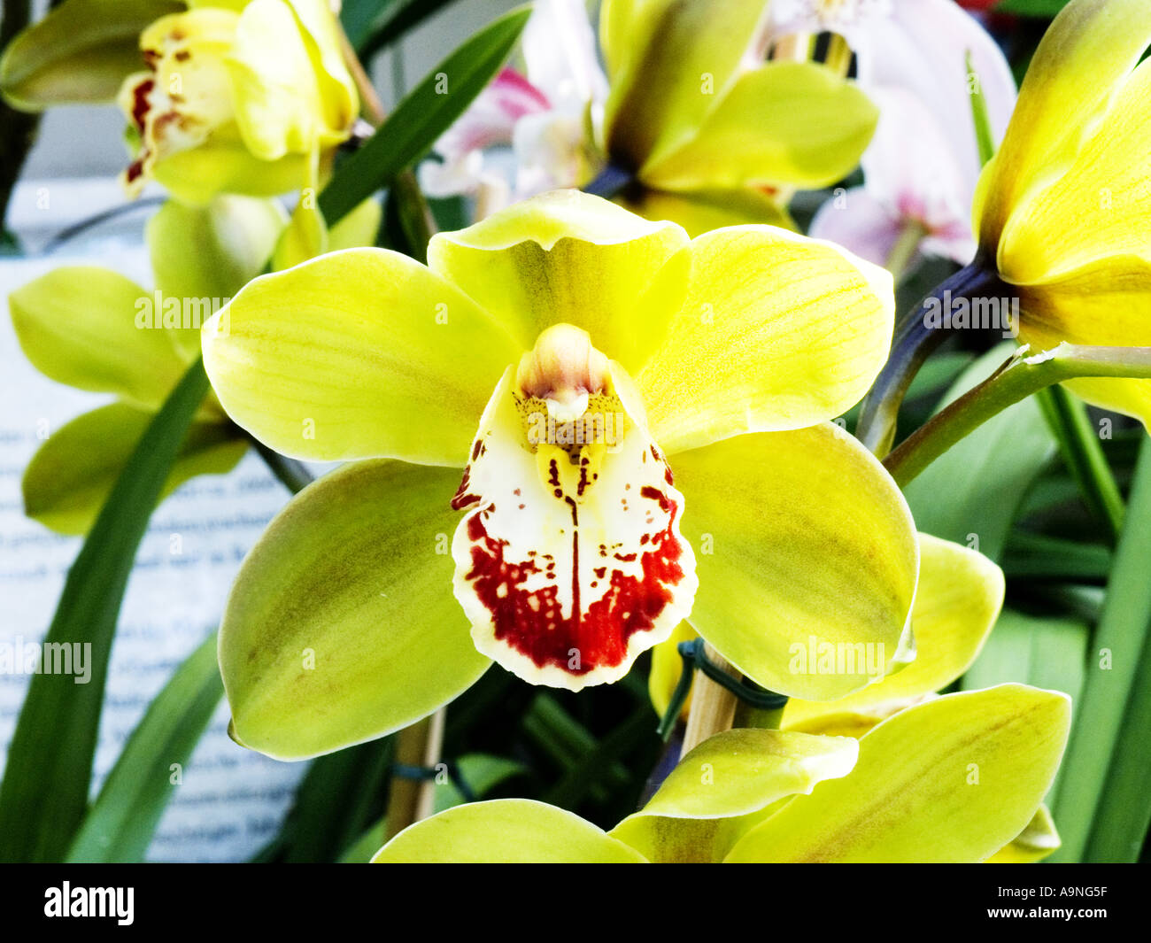 Orchid flower tropical environment vivid blossom bloom plant organic ...