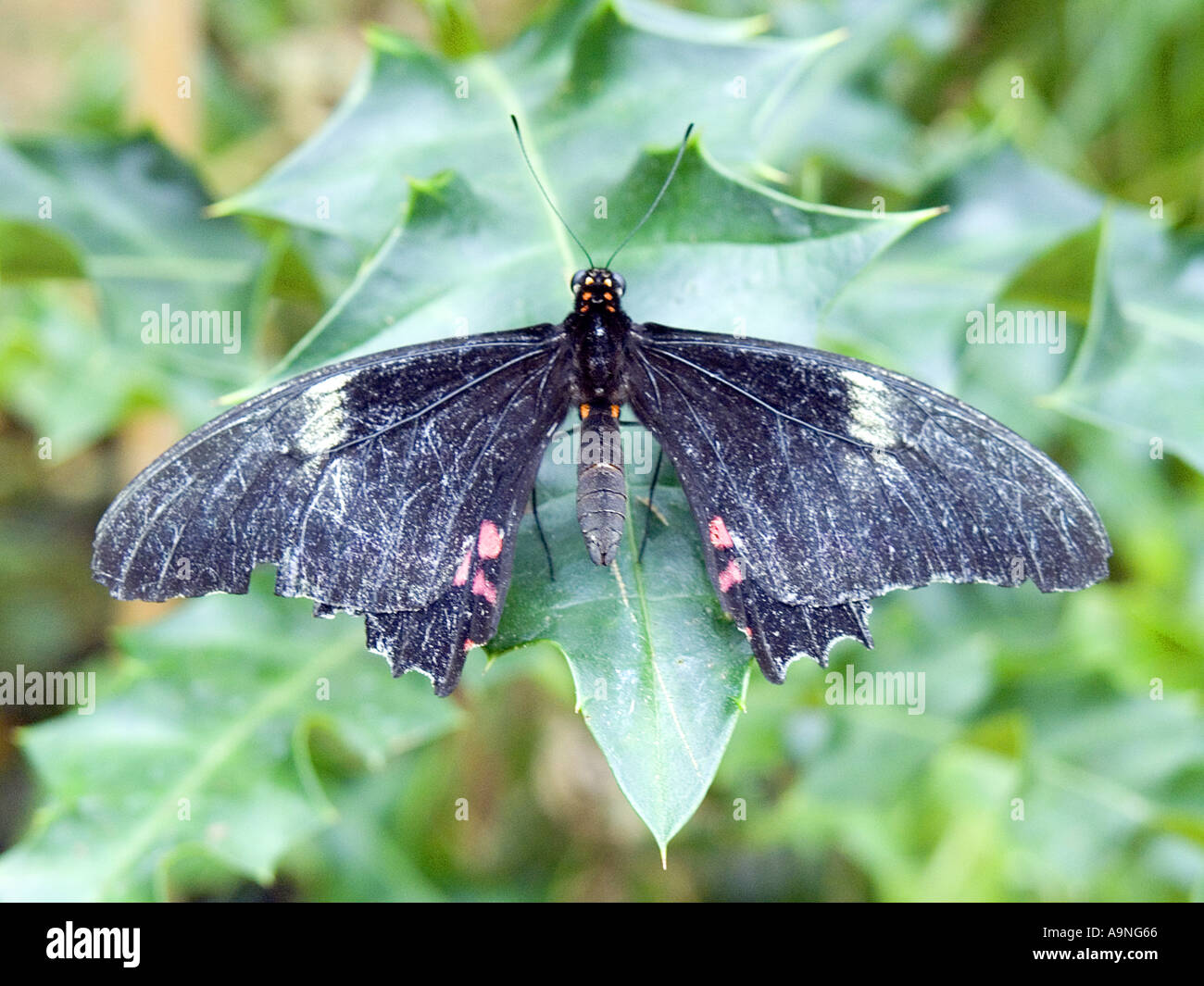 Butterfly butterflies insect cocoon worm larvae Caterpillar pupa animal ...