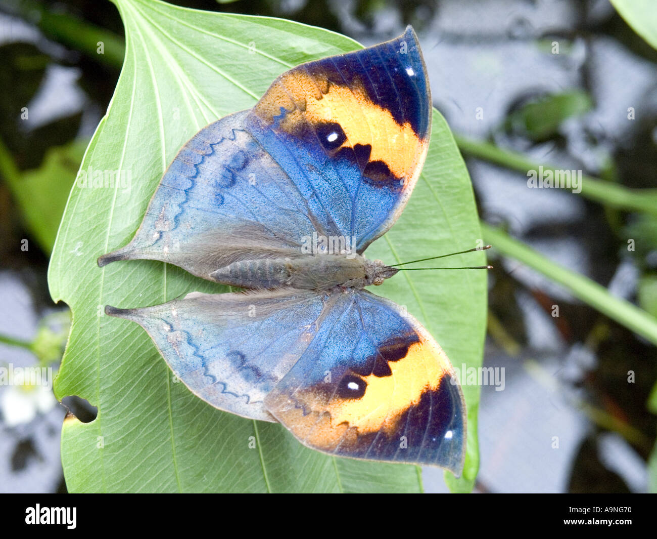 Kallima inachus Leaf Butterfly Stock Photo - Alamy