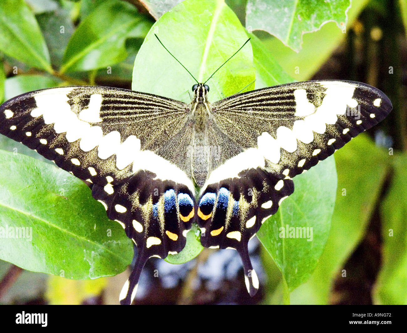 Butterfly butterflies insect cocoon worm larvae Caterpillar pupa animal ...