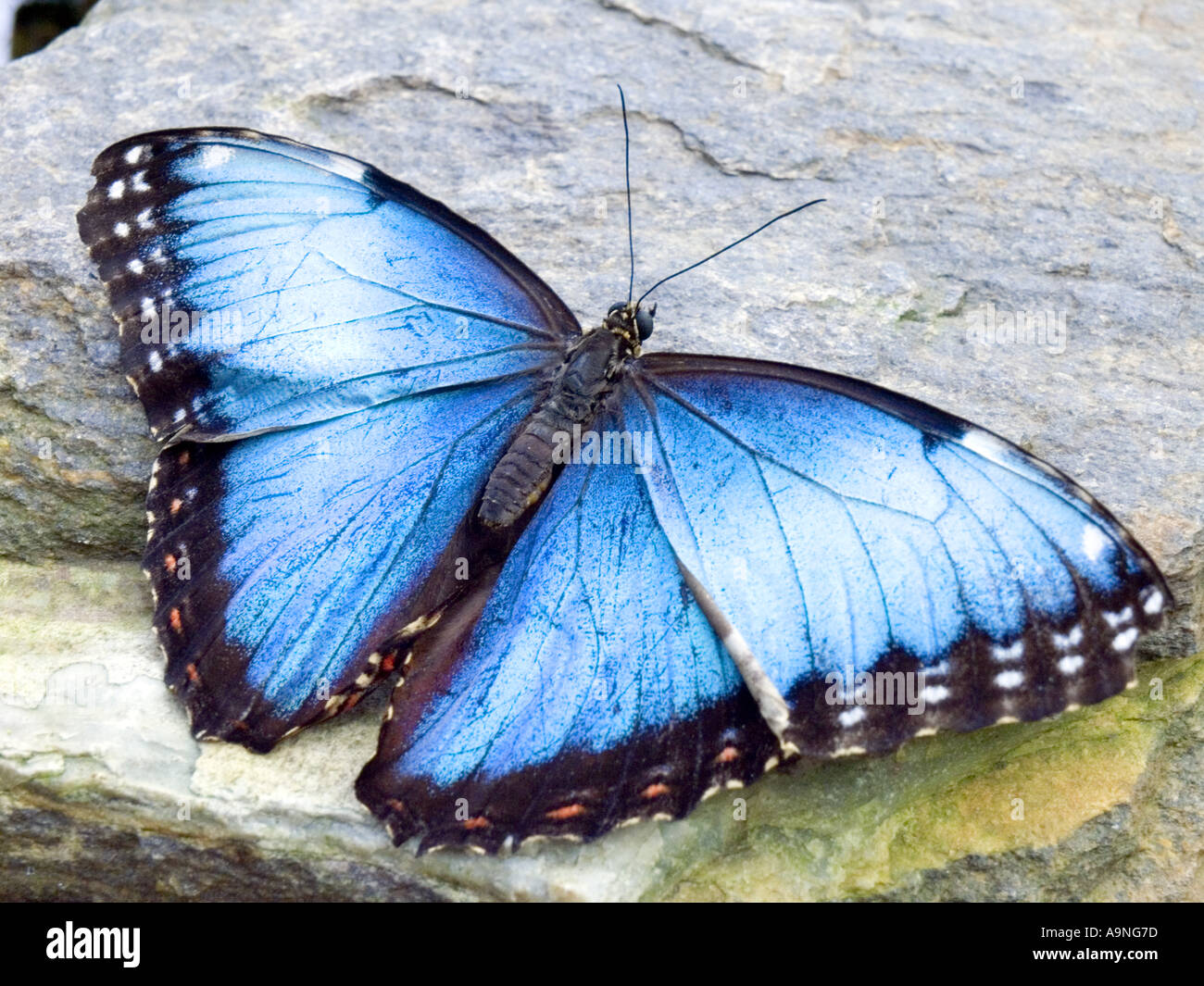 Butterfly butterflies insect cocoon worm larvae Caterpillar pupa animal ...