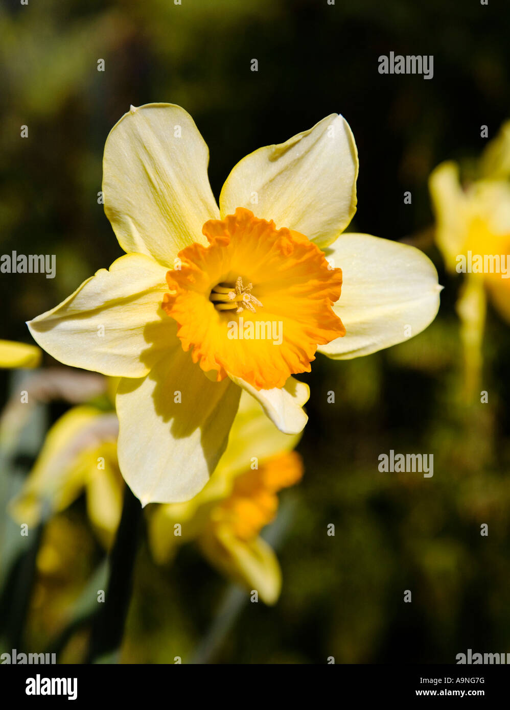 Daffodil close up Stock Photo - Alamy