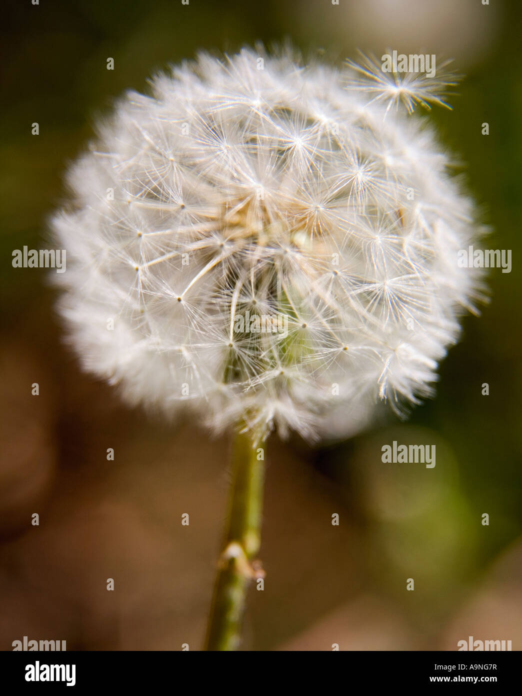 Taraxacum officinale seed hi-res stock photography and images - Alamy