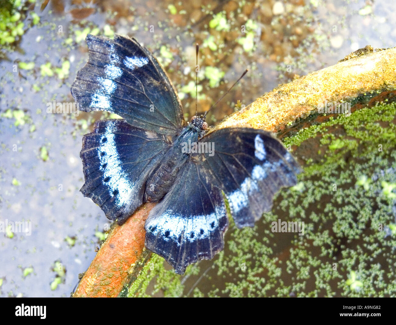 Butterfly butterflies insect cocoon worm larvae Caterpillar pupa animal ...