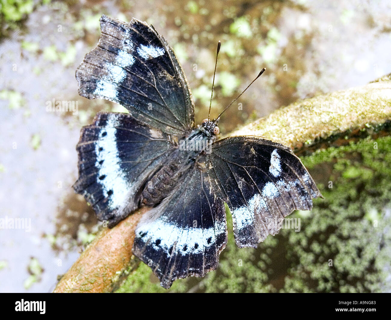 Butterfly butterflies insect cocoon worm larvae Caterpillar pupa animal ...