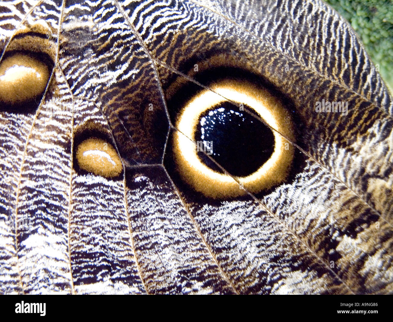 Butterfly butterflies insect cocoon worm larvae Caterpillar pupa animal ...