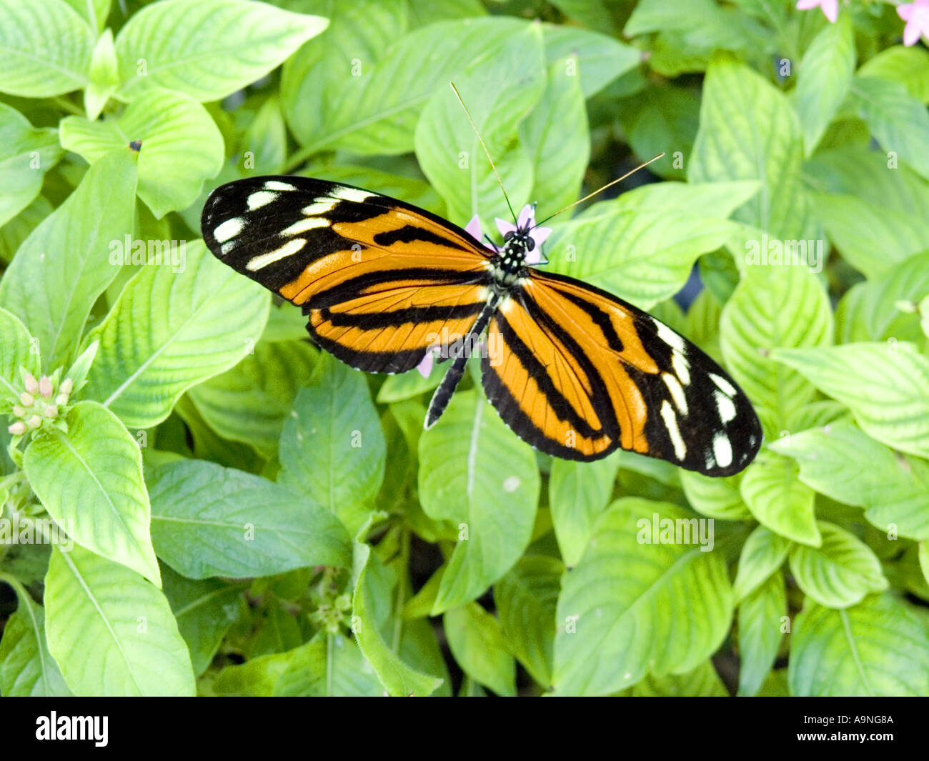 Butterfly butterflies insect cocoon worm larvae Caterpillar pupa animal ...
