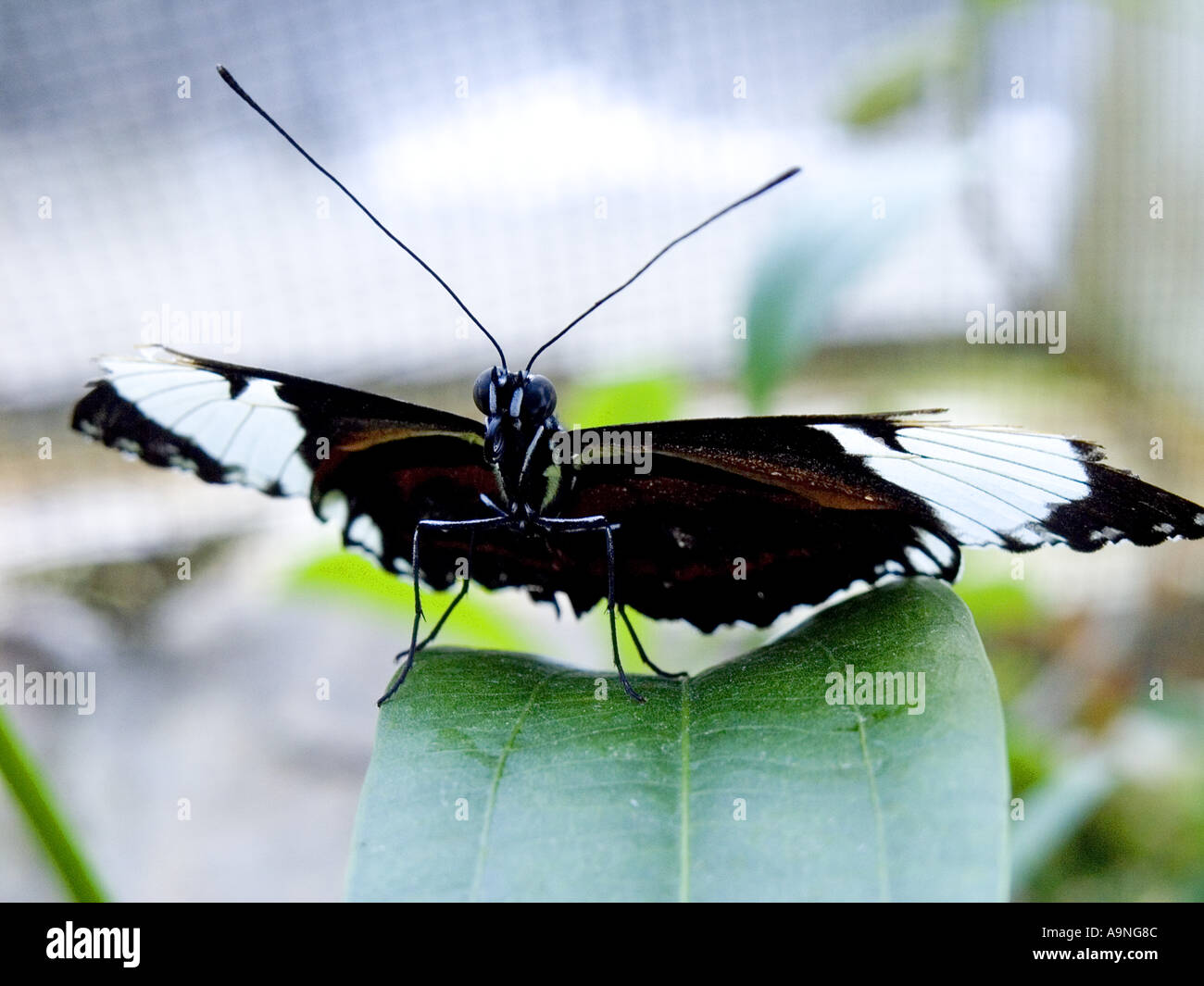 Butterfly butterflies insect cocoon worm larvae Caterpillar pupa animal ...