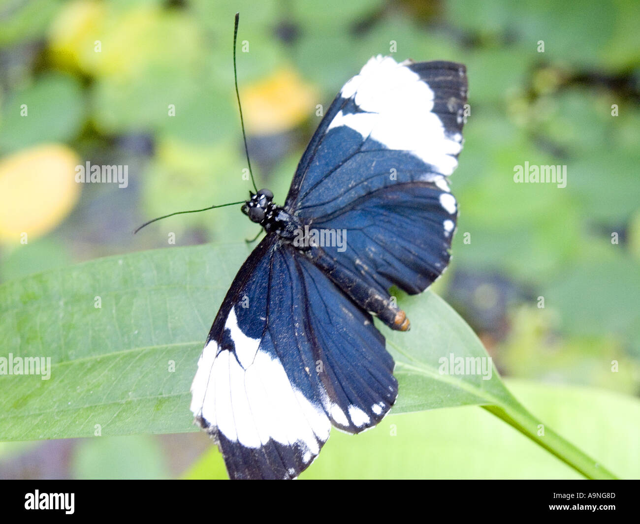 Butterfly butterflies insect cocoon worm larvae Caterpillar pupa animal ...