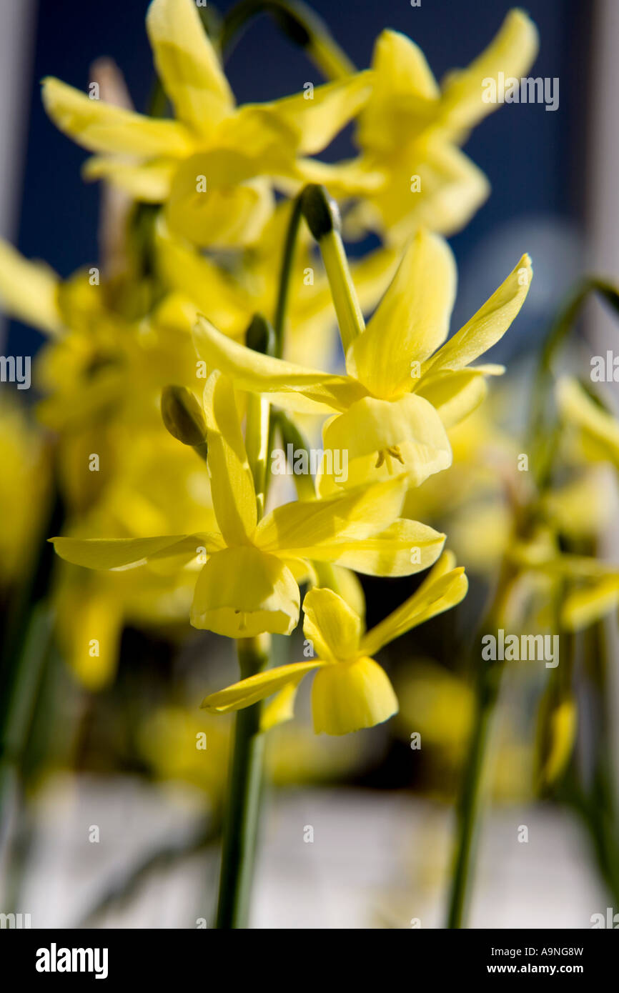 Dwarf yellow Narcissus Stock Photo - Alamy