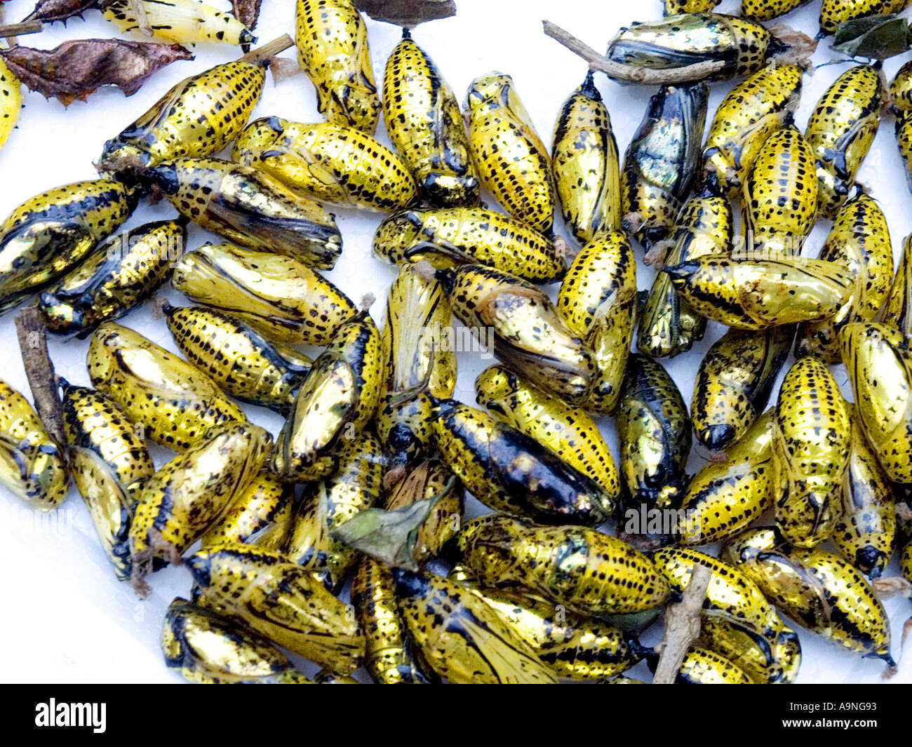 Butterfly butterflies insect cocoon worm larvae Caterpillar pupa animal ...