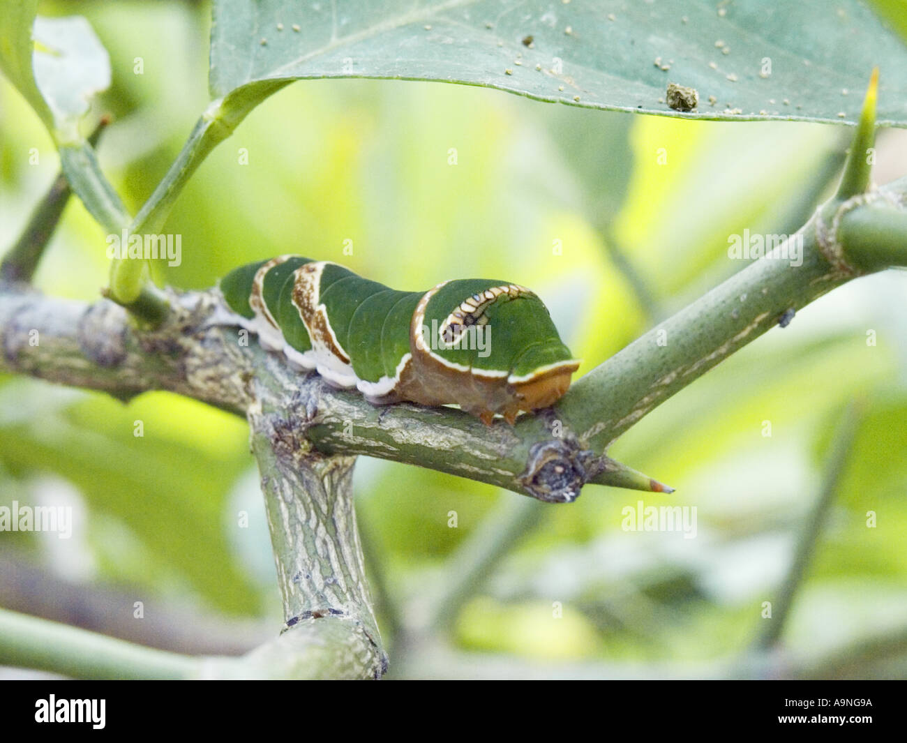 Butterfly butterflies insect cocoon worm larvae Caterpillar pupa animal ...