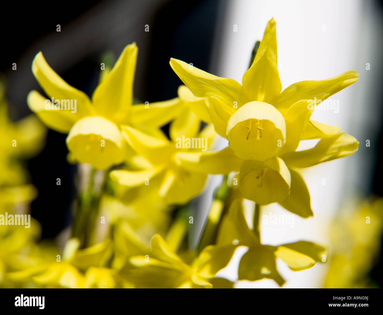 Dwarf yellow Narcissus Stock Photo - Alamy