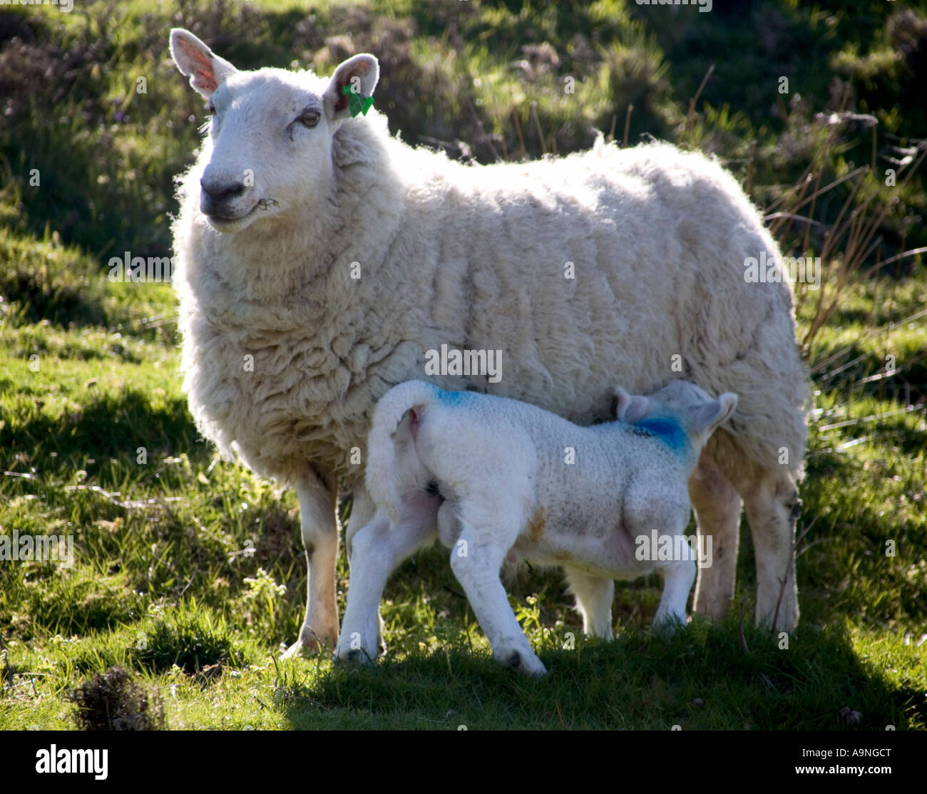 Ewe feeding her lamb Stock Photo - Alamy