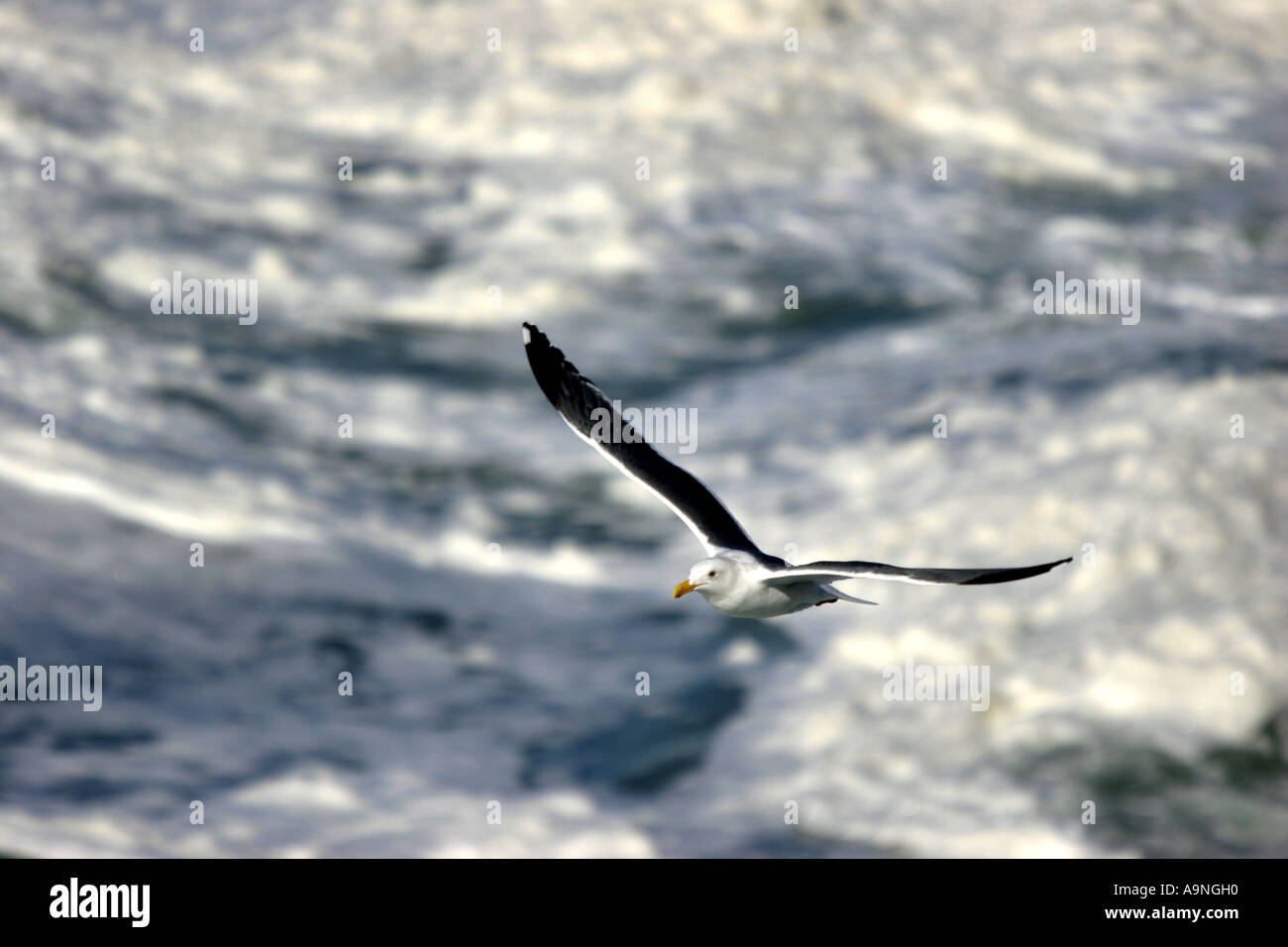 Western Gull in flight over Pacific Ocean Stock Photo - Alamy