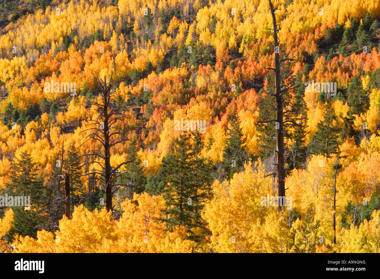 autumn foliage, boulder mountain, utah Stock Photo - Alamy