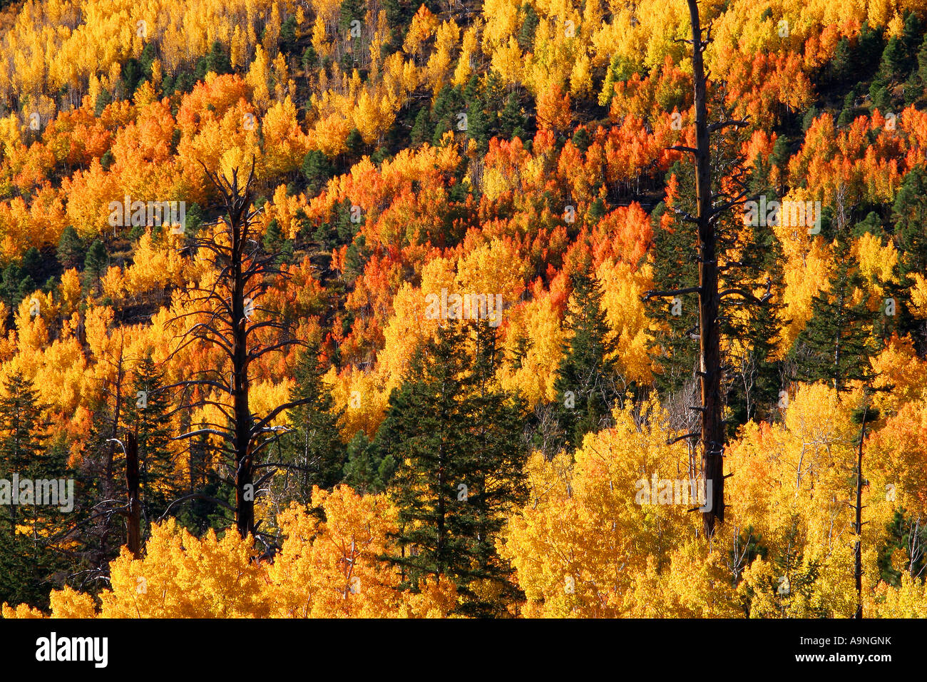 autumn foliage, boulder mountain, utah Stock Photo - Alamy