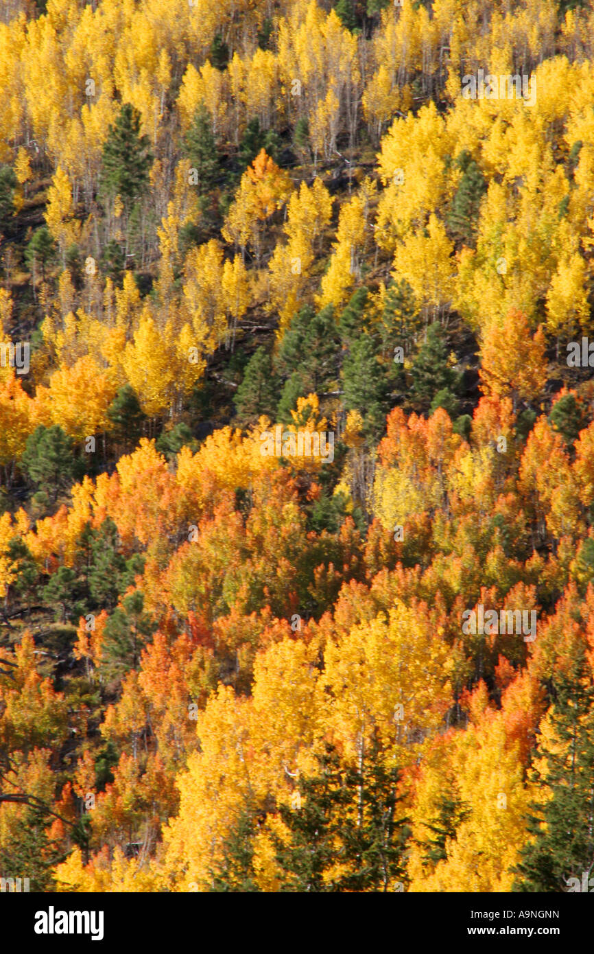 autumn foliage, boulder mountain, utah Stock Photo - Alamy